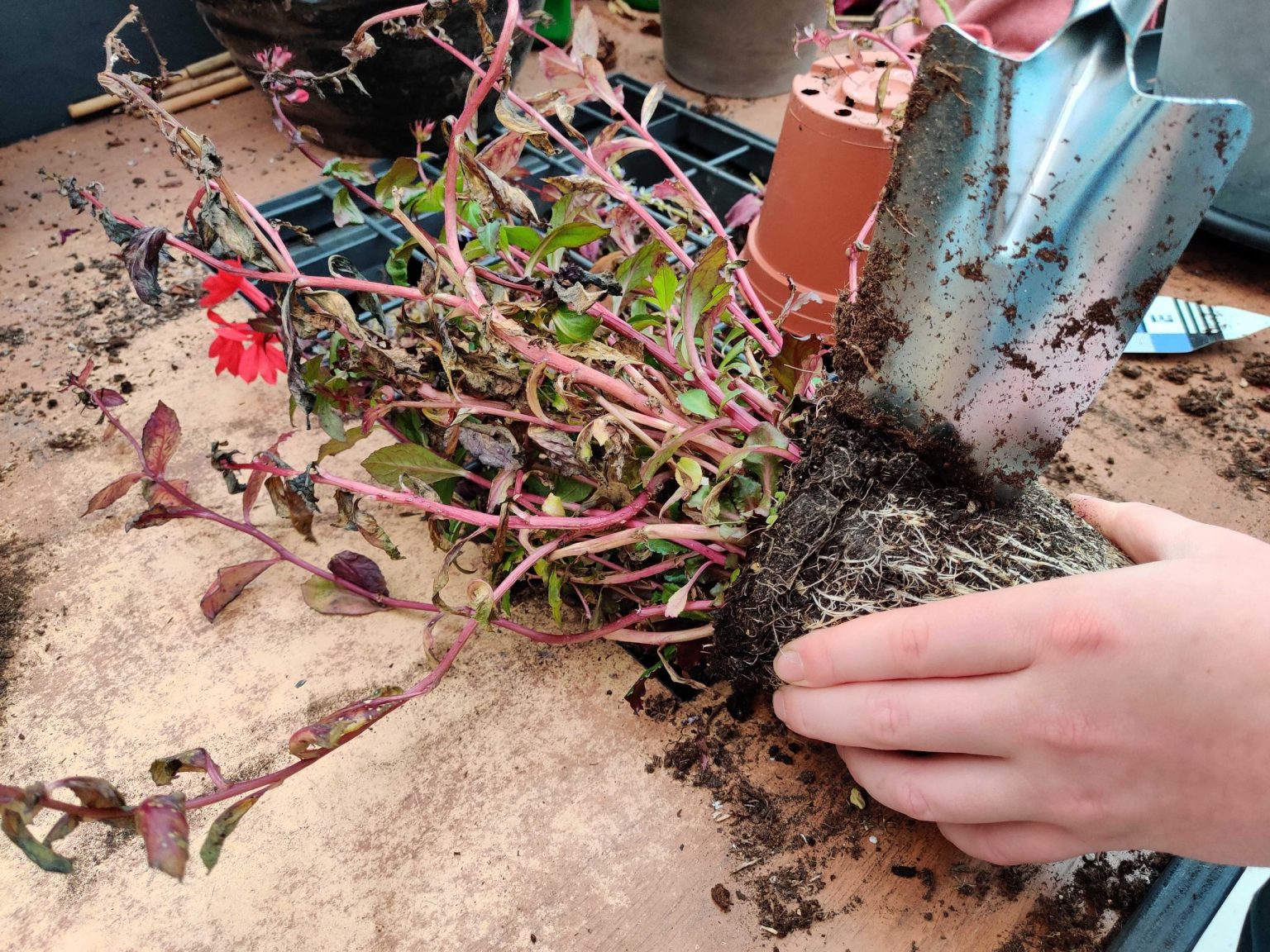 Planten scheuren: hoe doe je dat? - Steck Utrecht
