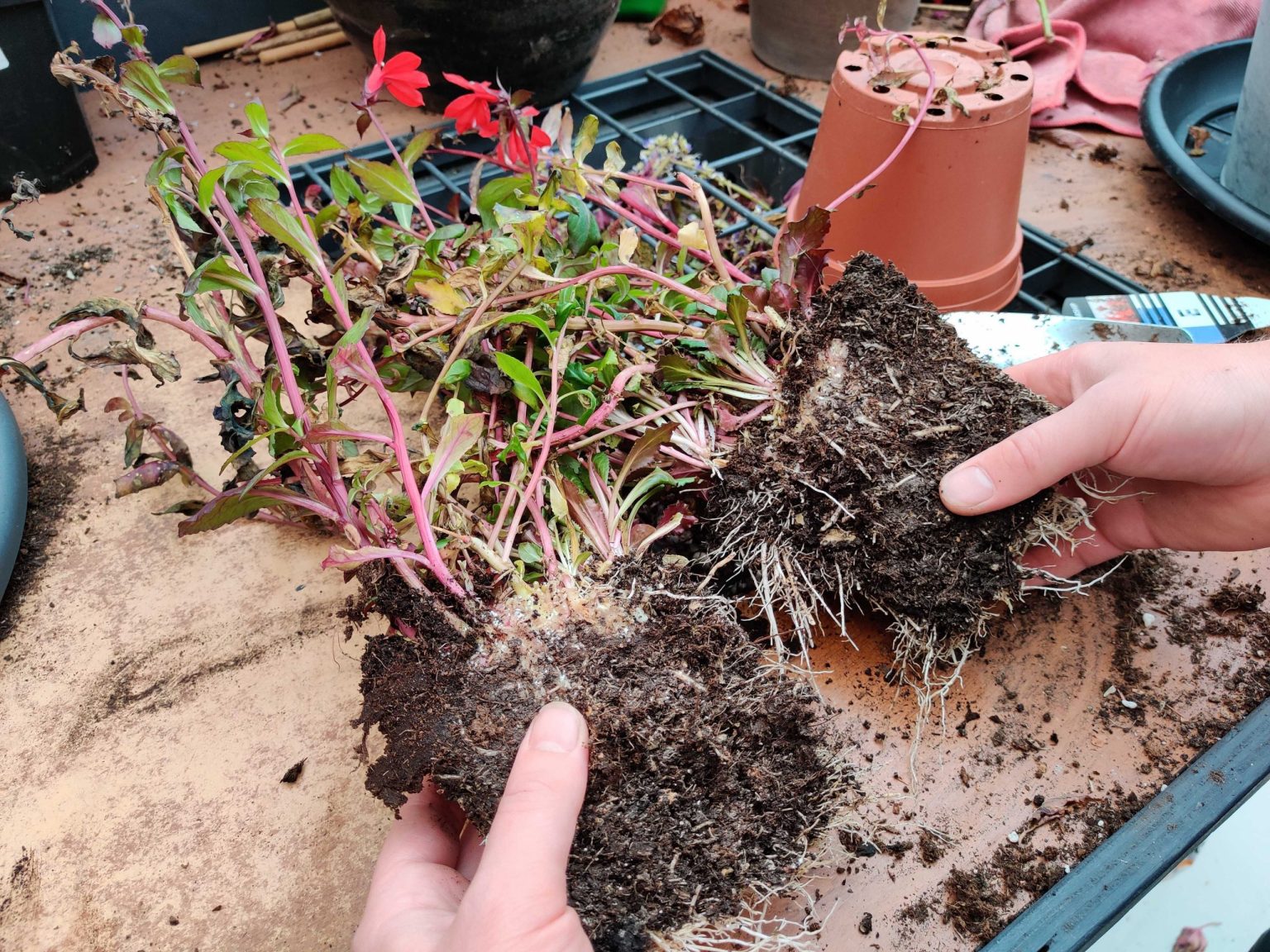 Planten scheuren: hoe doe je dat? - Steck Utrecht