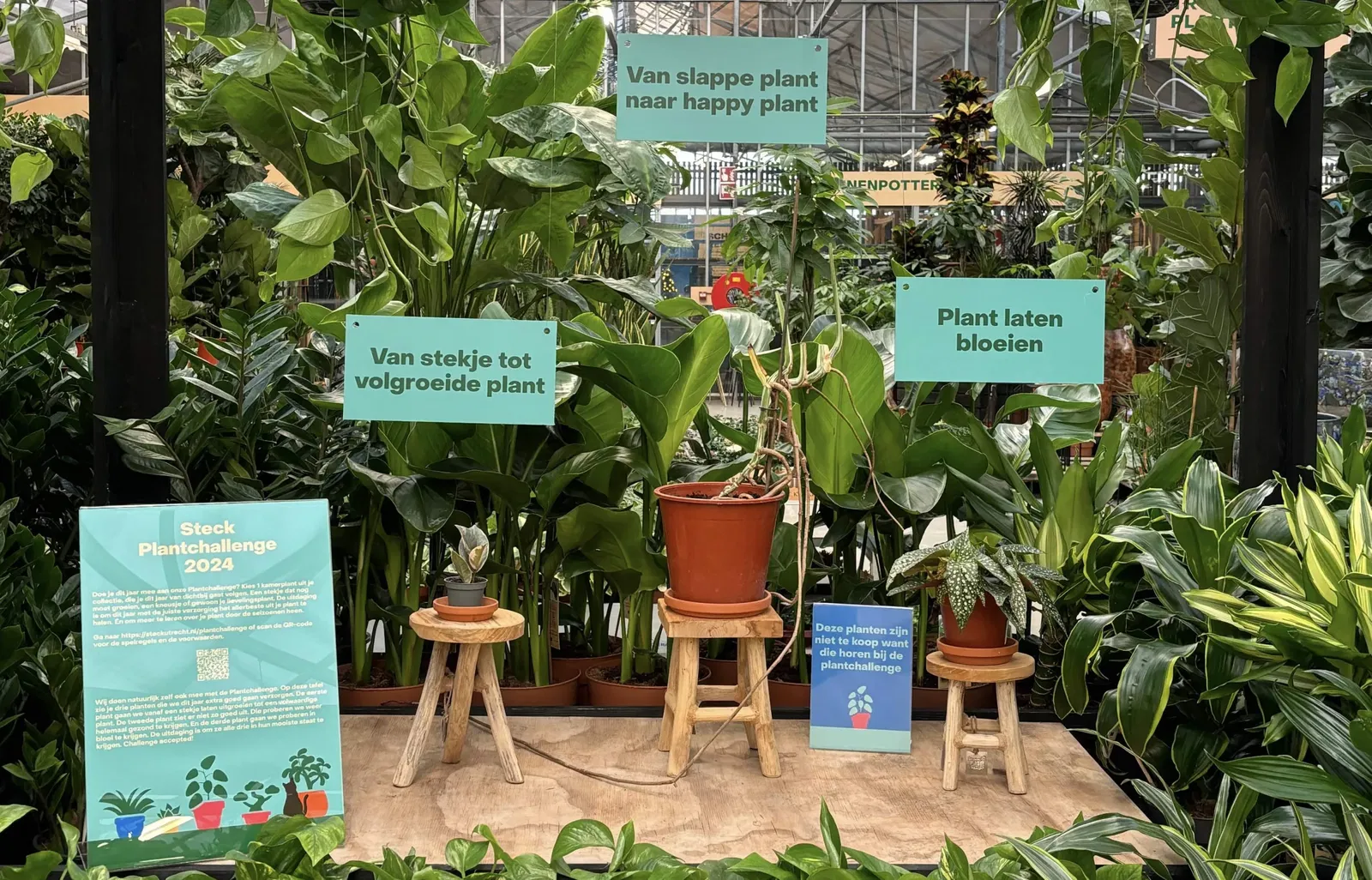 Plantchallenge 2025 - Steck Utrecht