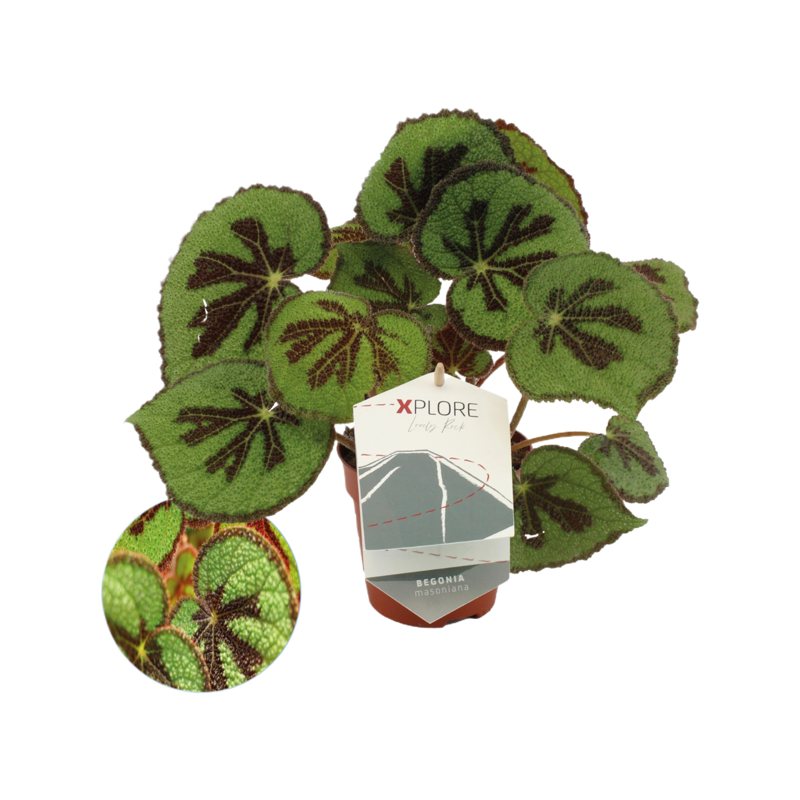 Begonia Masoniana Rock - P12 - Steck Utrecht